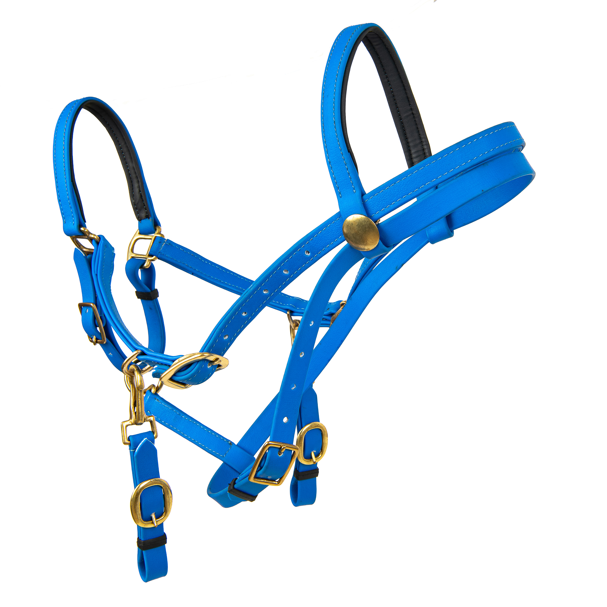 Bright Blue Horse Bridle with Gold Hardware